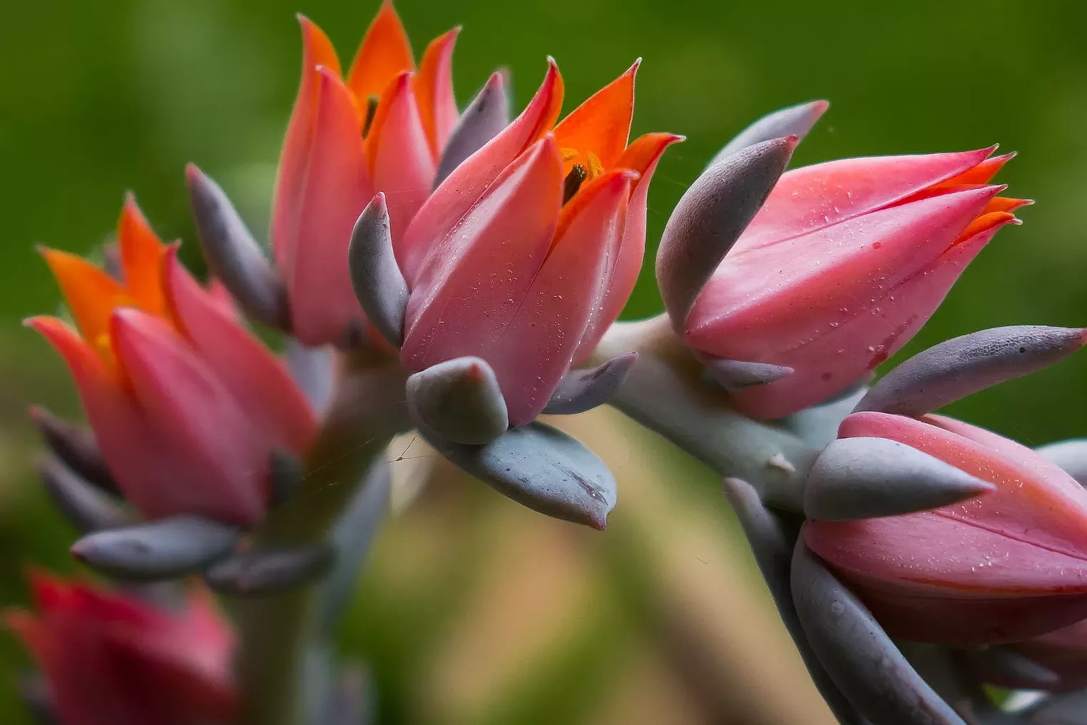 Houston Photogs Snapped These Amazing Flower Pics | Houston | Houston ...