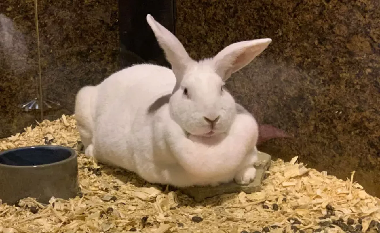 Things To Do: Check Out The Bunny Rabbits at AGVENTURE | Houston Press