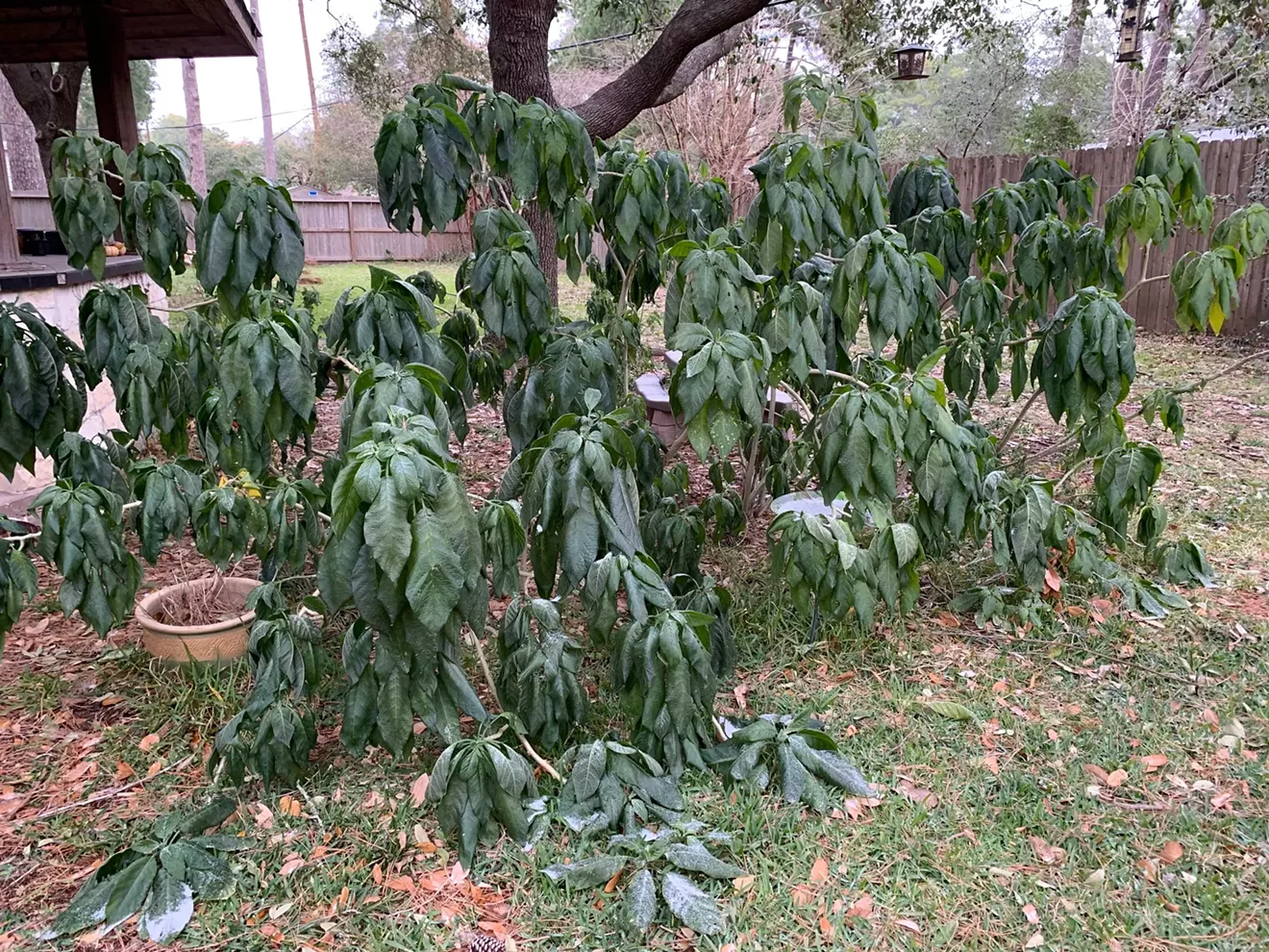 After the Freeze is Gone: Houston Gardening | Houston Press